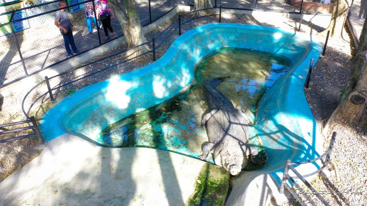 PHOTOS: Breathtaking Crocodile Park in Davao