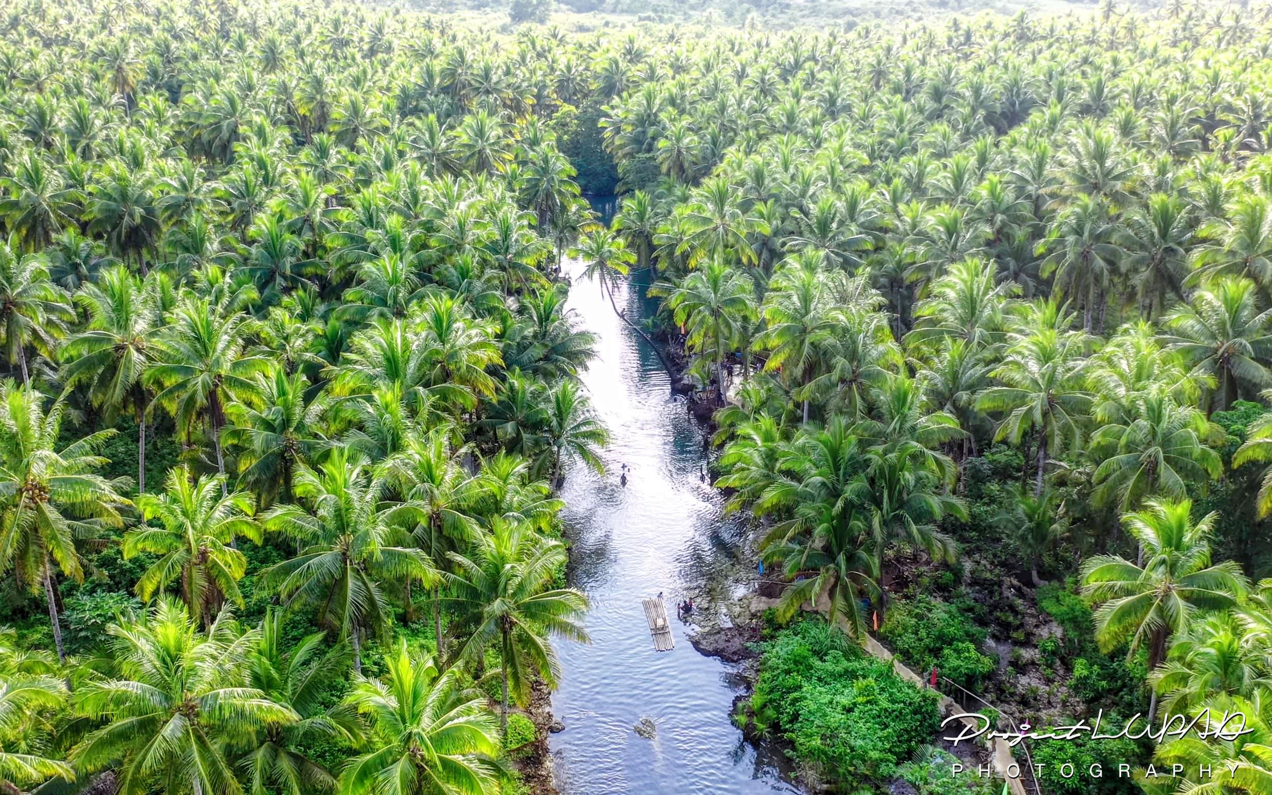 PHOTOS: Bended Coconut Tree Rope Swing in Siargao Island
