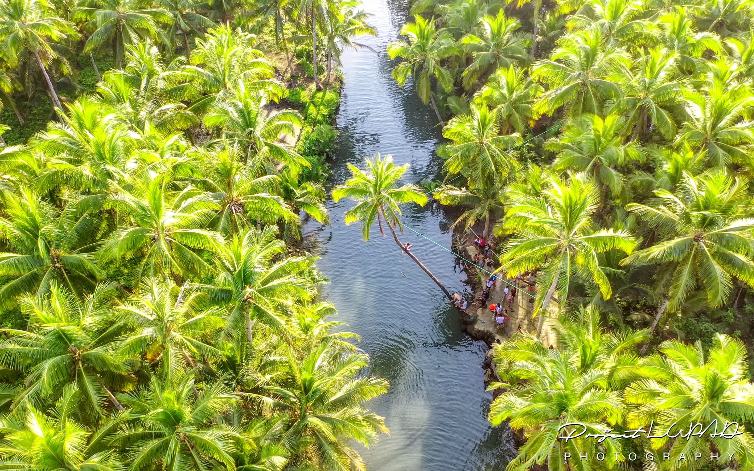 PHOTOS: Bended Coconut Tree Rope Swing in Siargao Island