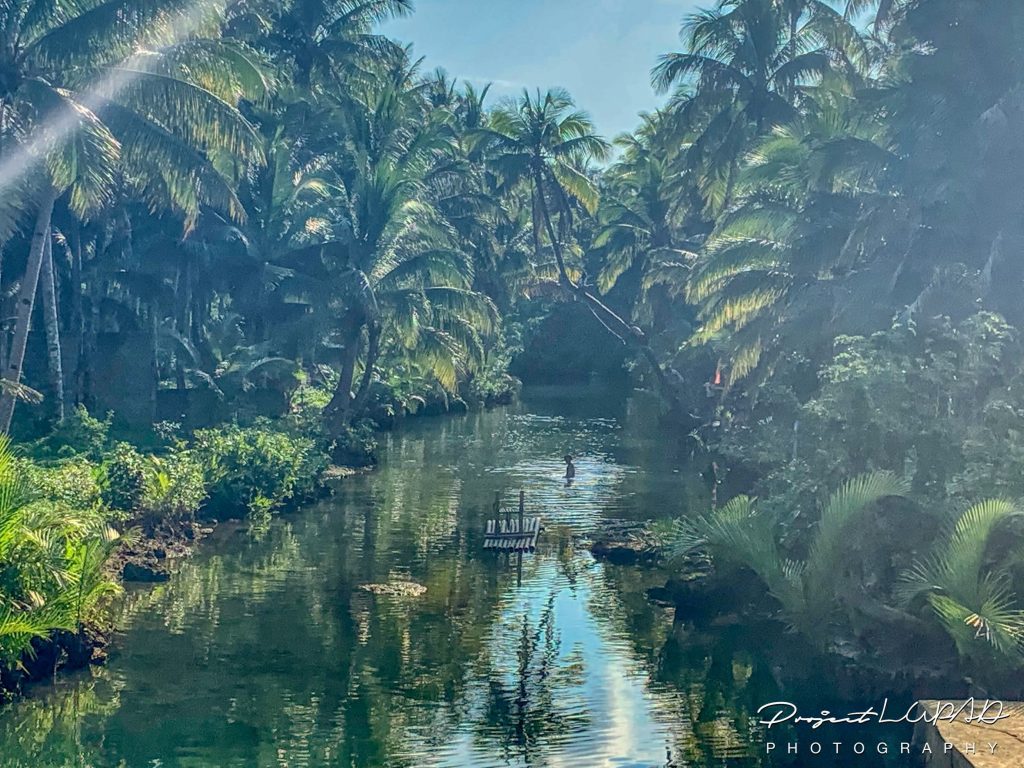 PHOTOS: Bended Coconut Tree Rope Swing in Siargao Island