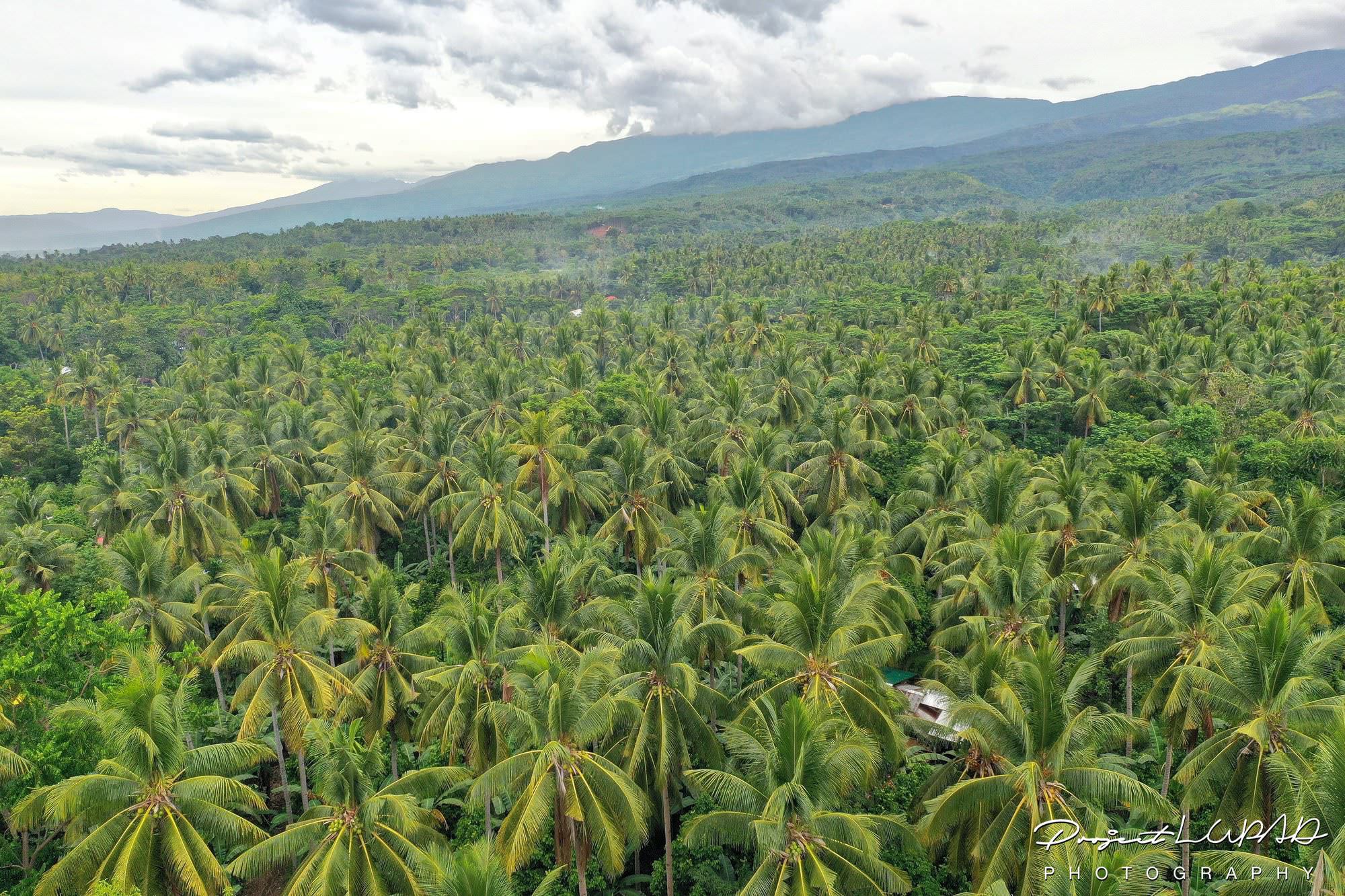 Axelum: World-class Producer of Premium Quality Coconut Products in Medina