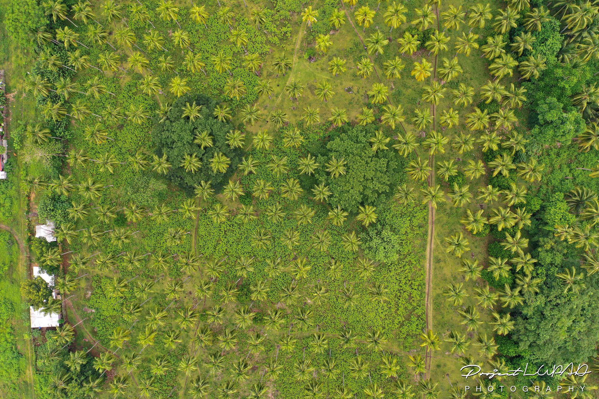 Axelum: World-class Producer of Premium Quality Coconut Products in Medina