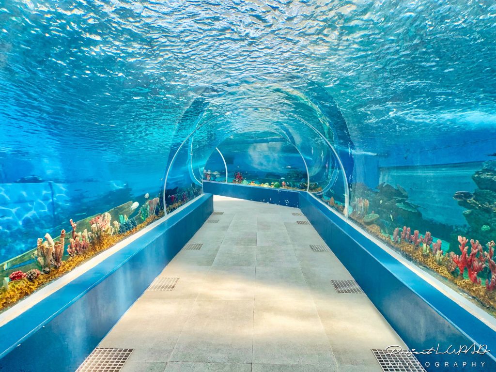 Cebu Ocean Park's Largest Oceanarium in the Country