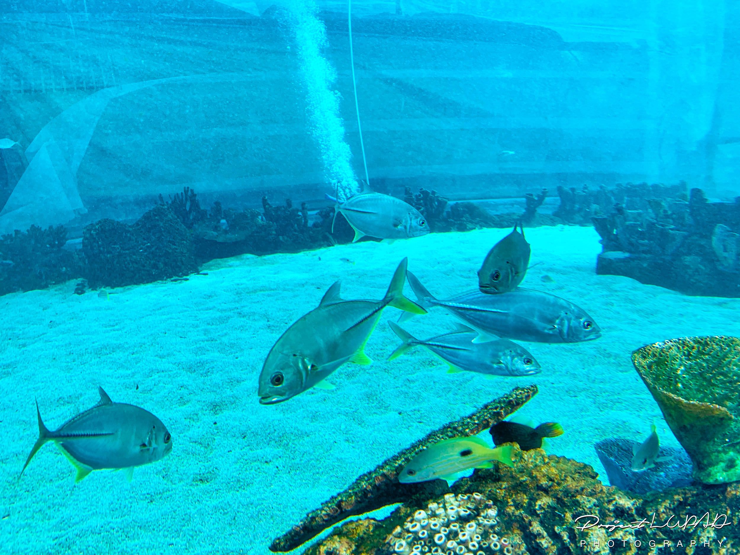 Cebu Ocean Park's Largest Oceanarium in the Country
