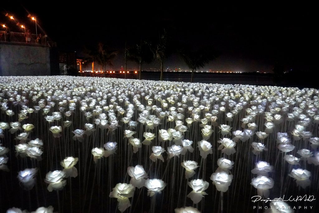 10,000 Instagrammable Glowing White Roses in PH