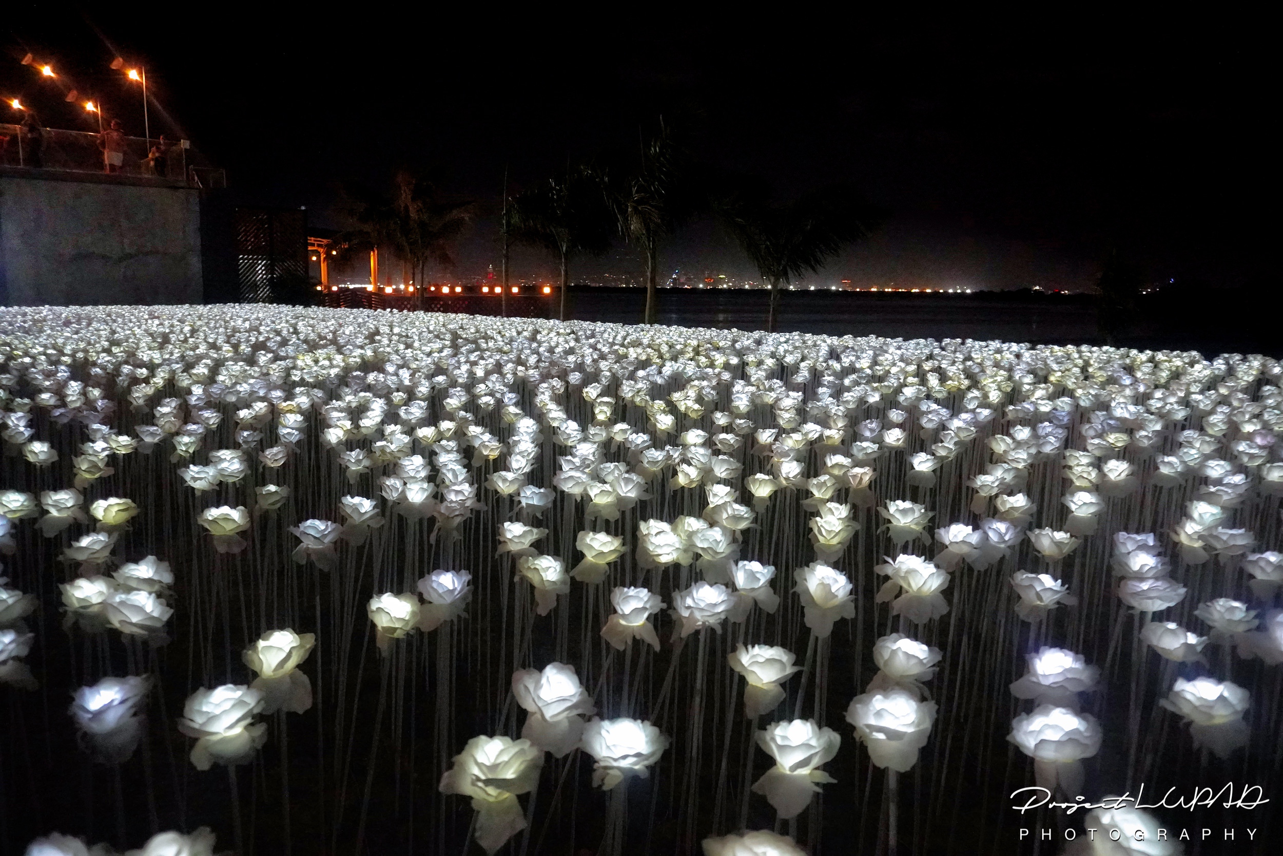 10,000 Instagrammable Glowing White Roses in PH