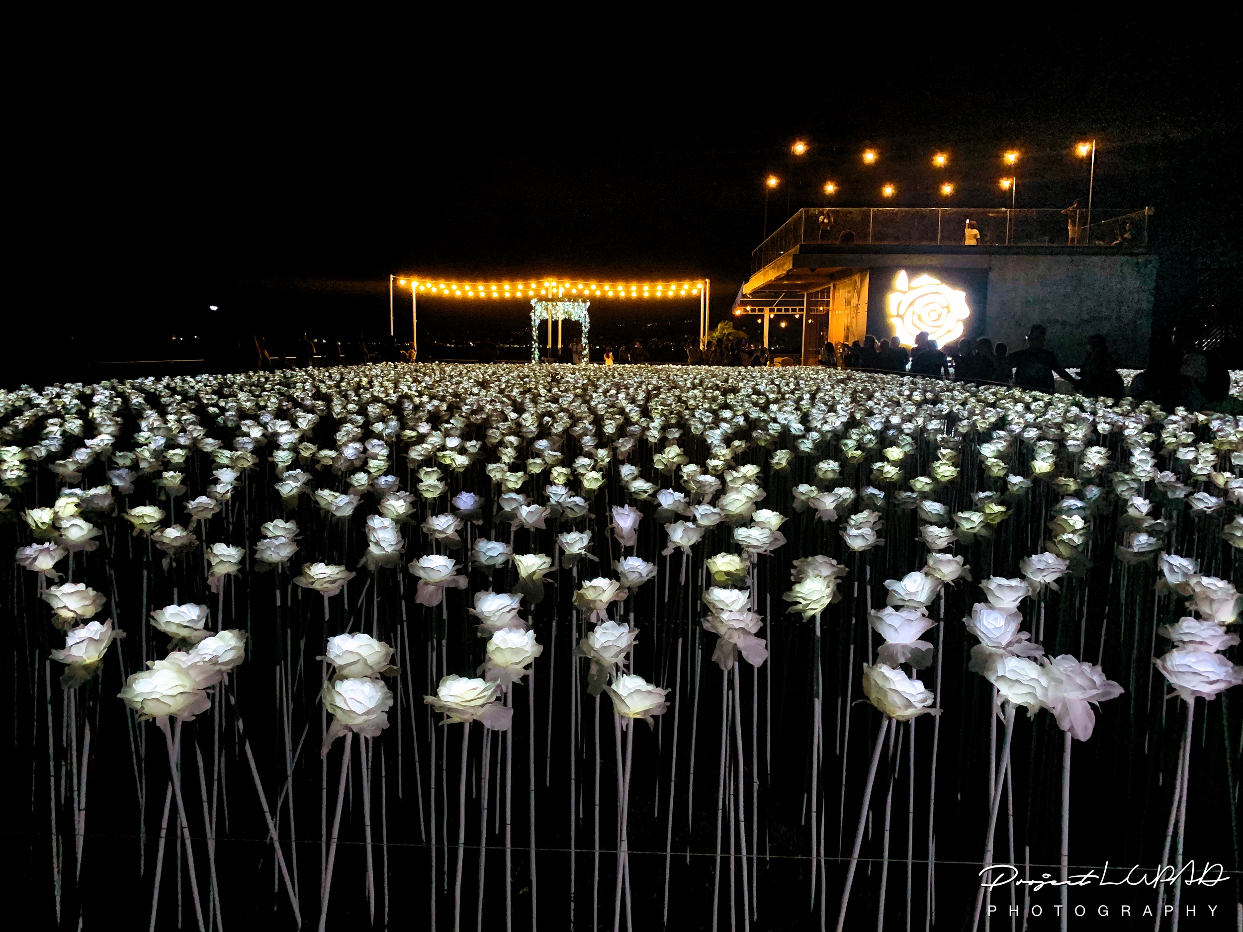 10,000 Instagrammable Glowing White Roses in PH