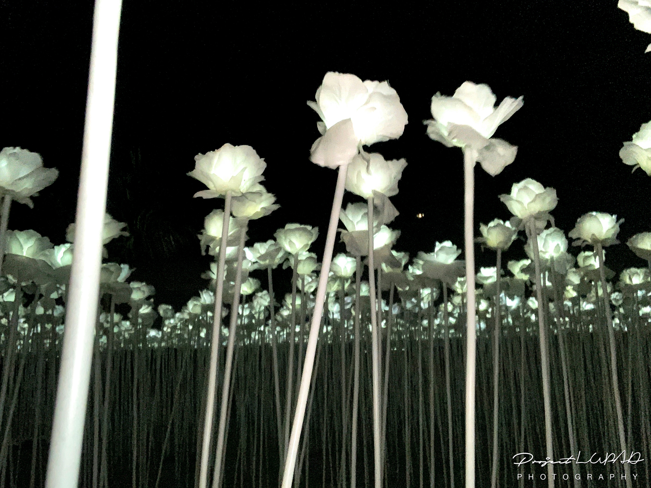 10,000 Instagrammable Glowing White Roses in PH