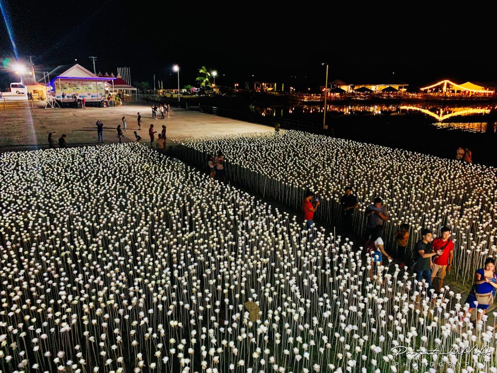 10,000 Instagrammable Glowing White Roses in PH