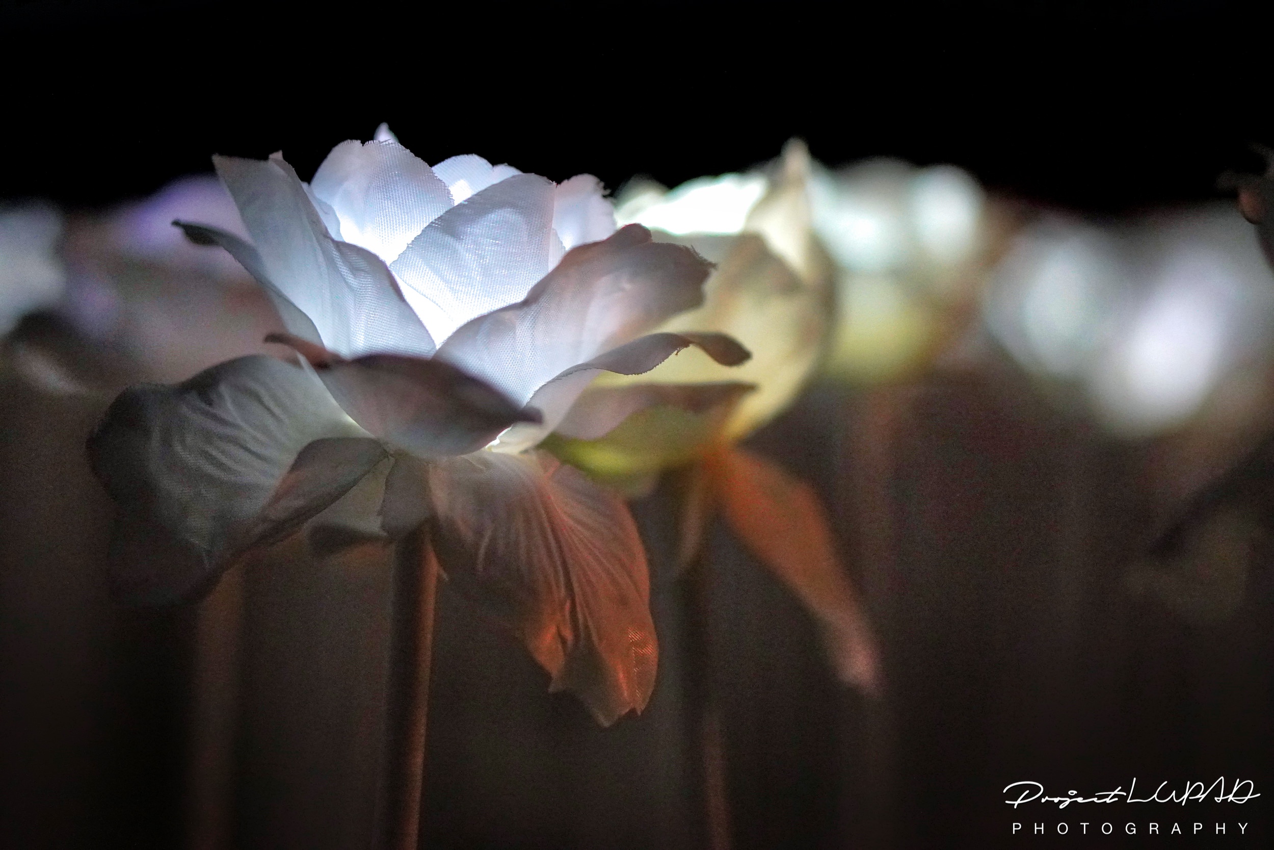 10,000 Instagrammable Glowing White Roses in PH