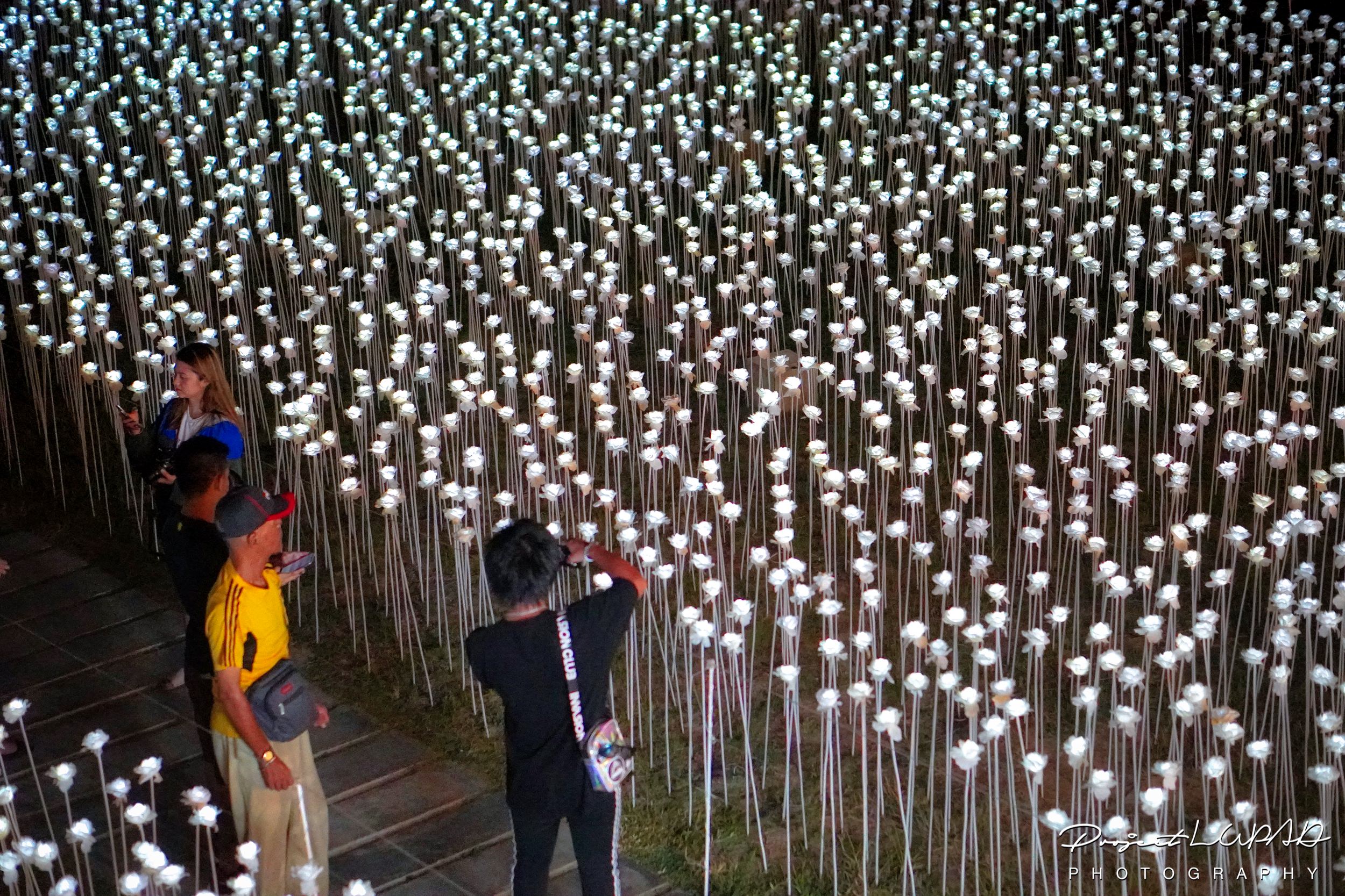 10,000 Instagrammable Glowing White Roses in PH