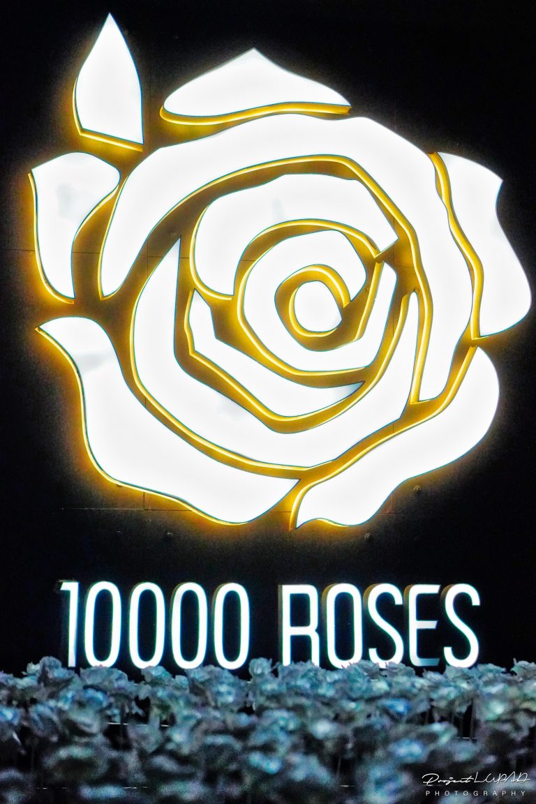 10,000 Instagrammable Glowing White Roses in PH