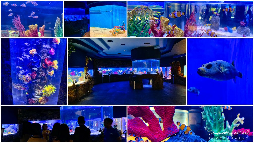 Seven Seas at Cebu Ocean Park Features Species from Around the World