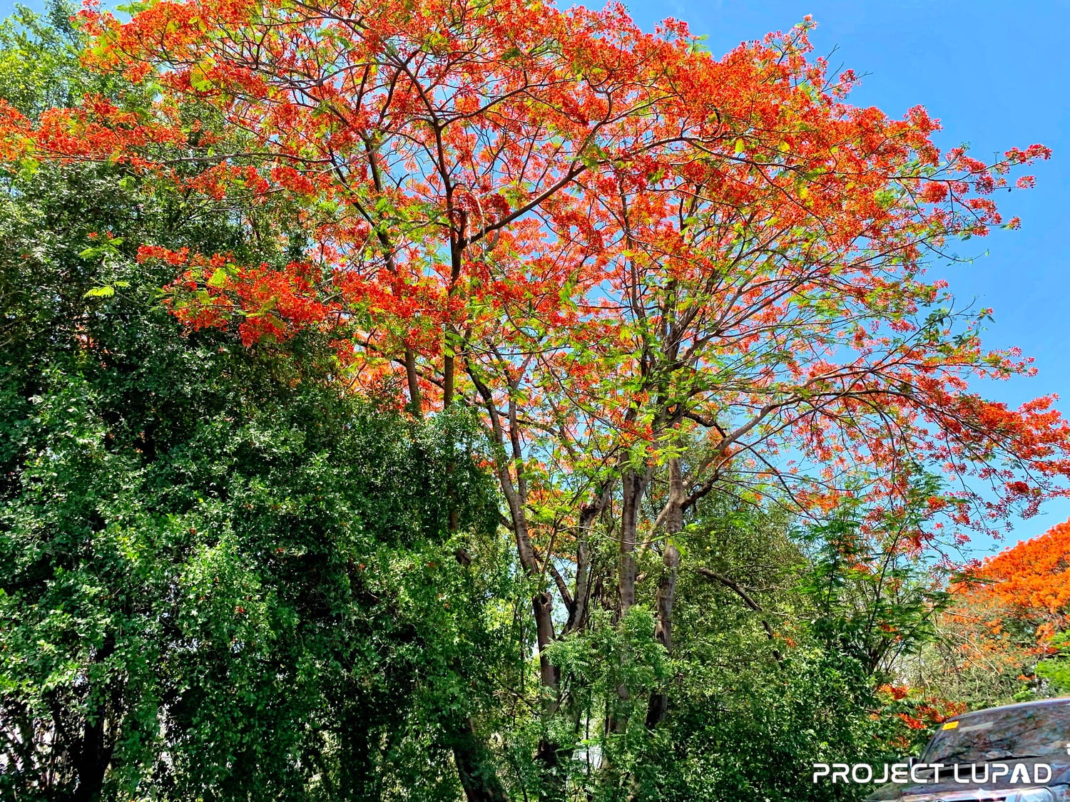 Trees with Orange Flowers Blooming in Cagayan de Oro in Flores de Mayo