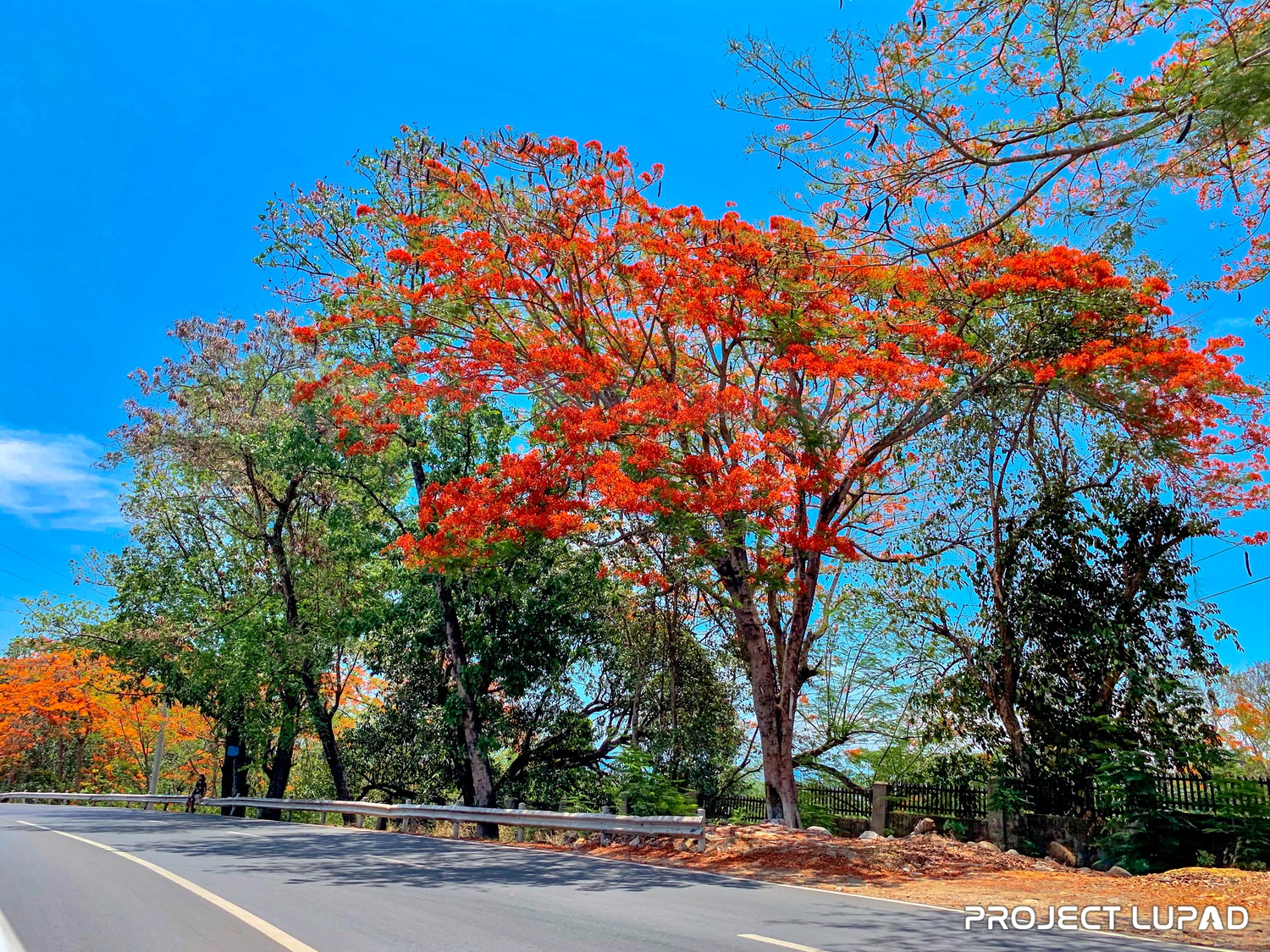 Trees with Orange Flowers Blooming in Cagayan de Oro in Flores de Mayo