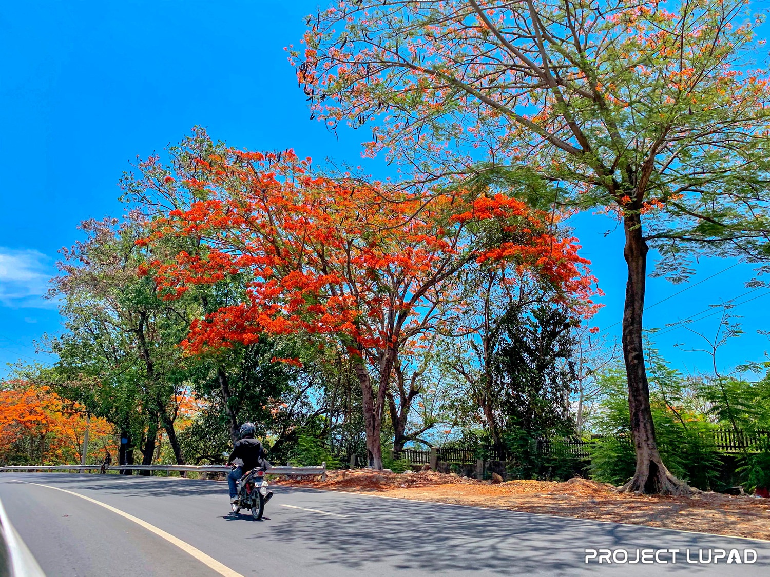 Trees with Orange Flowers Blooming in Cagayan de Oro in Flores de Mayo
