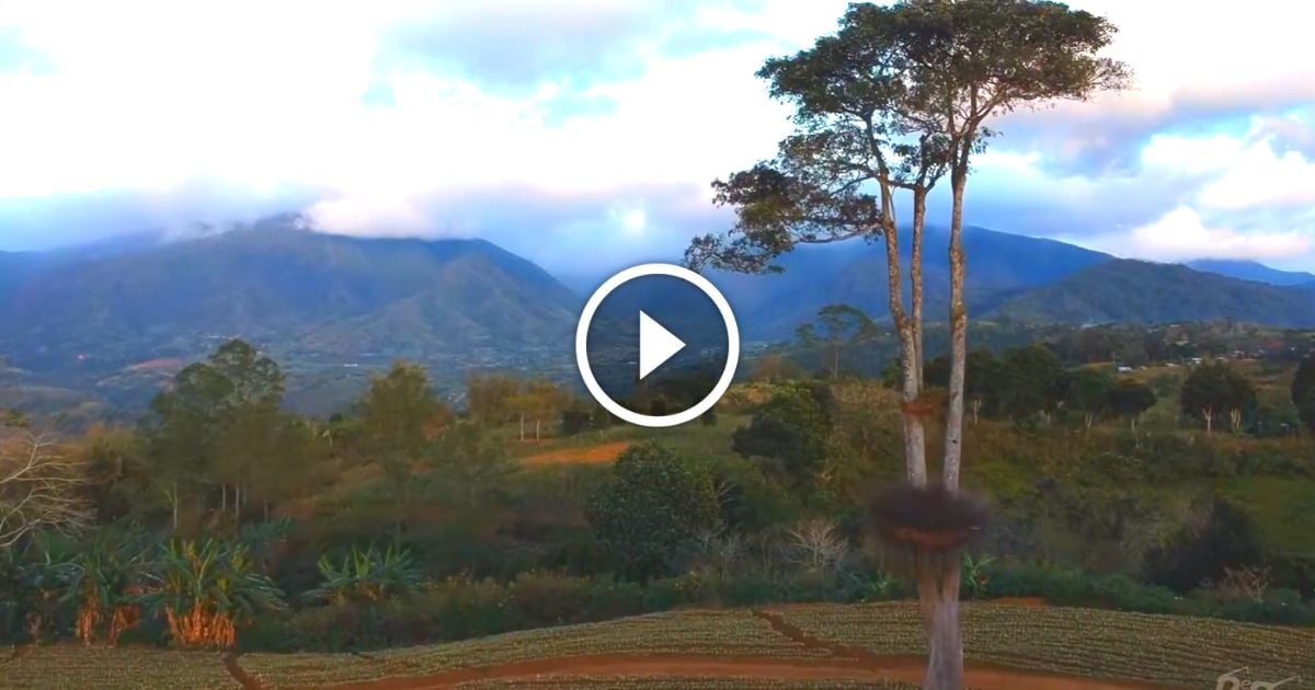Ostrich Tree in Claveria, Misamis Oriental Aerial View