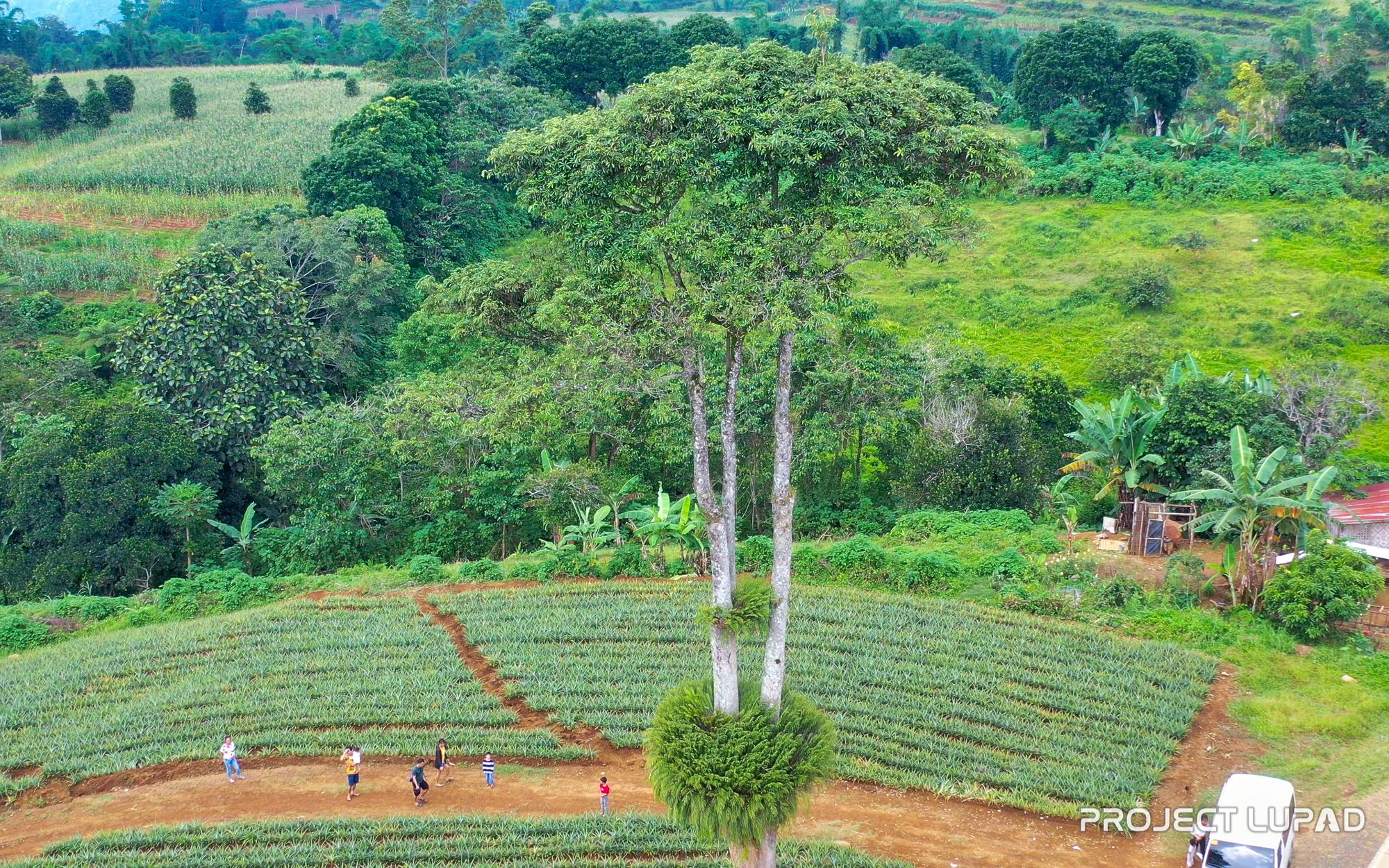 Gigantic Ostrich Tree along Route 955 in Claveria, Misamis Oriental