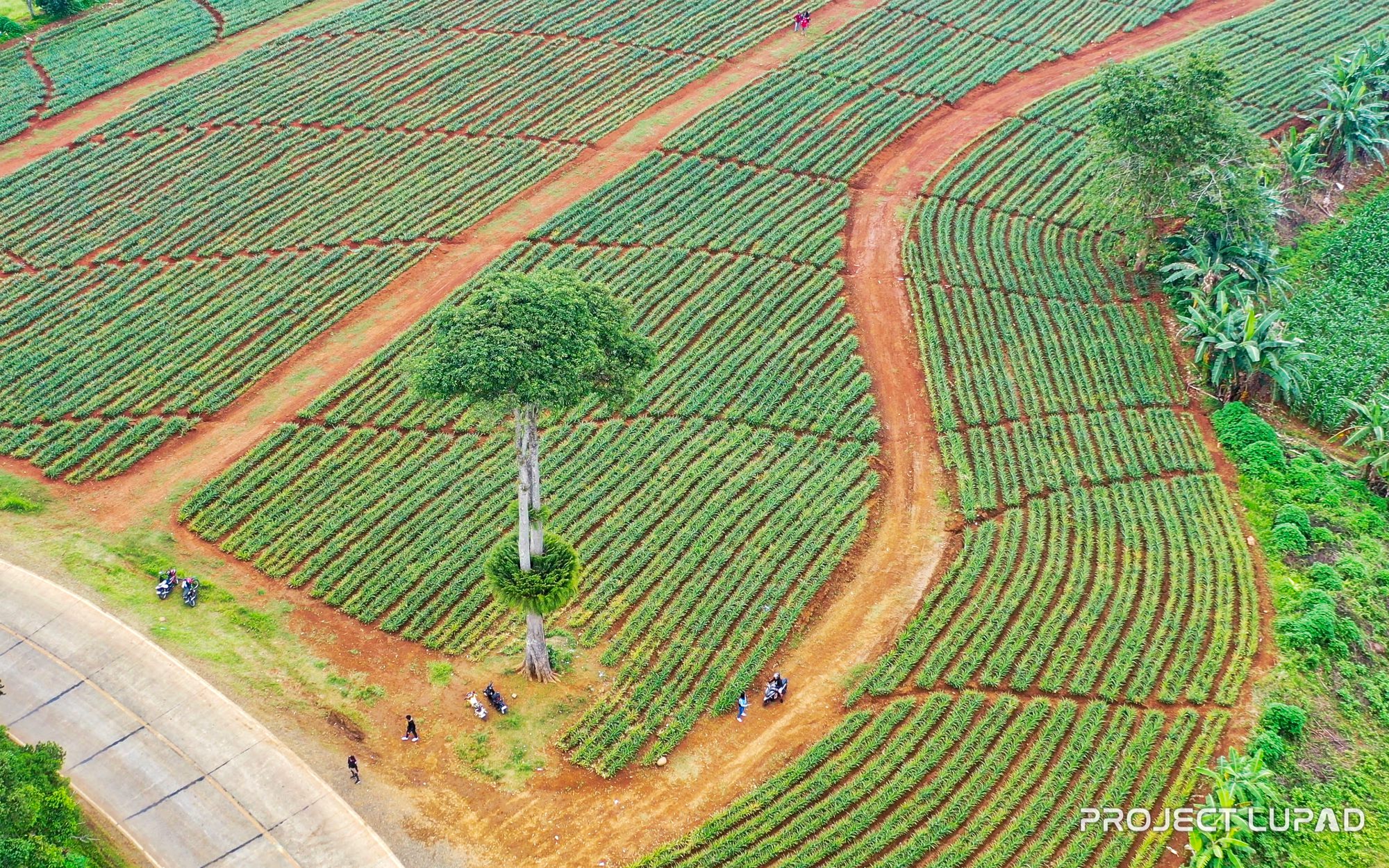 Gigantic Ostrich Tree along Route 955 in Claveria, Misamis Oriental
