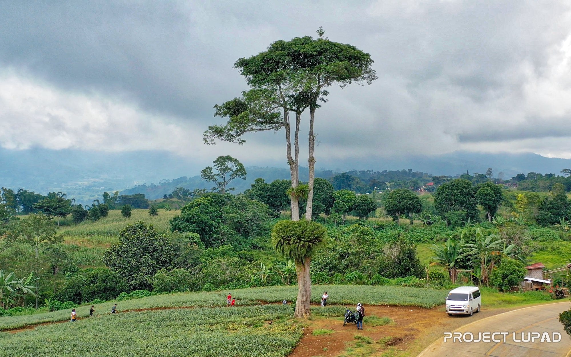 Gigantic Ostrich Tree along Route 955 in Claveria, Misamis Oriental