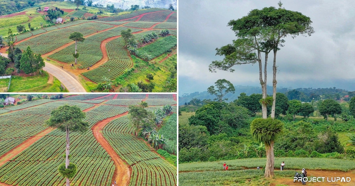 Gigantic Ostrich Tree along Route 955 in Claveria, Misamis Oriental