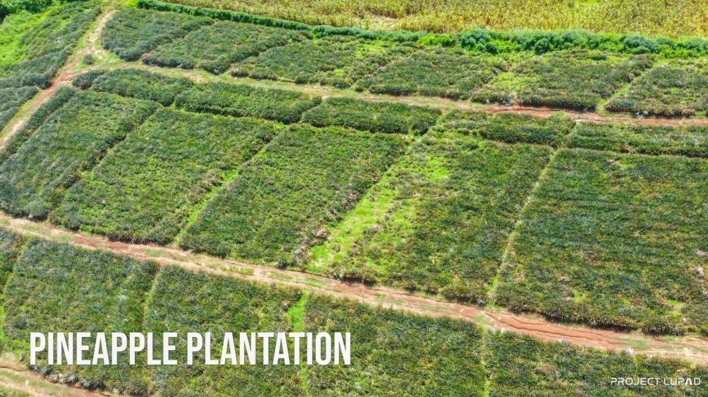 Explore Baungon: One of the Fast-Growing Municipalities in Bukidnon