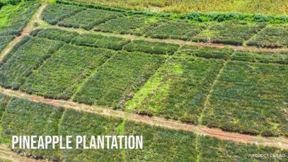 Explore Baungon: One of the Fast-Growing Municipalities in Bukidnon