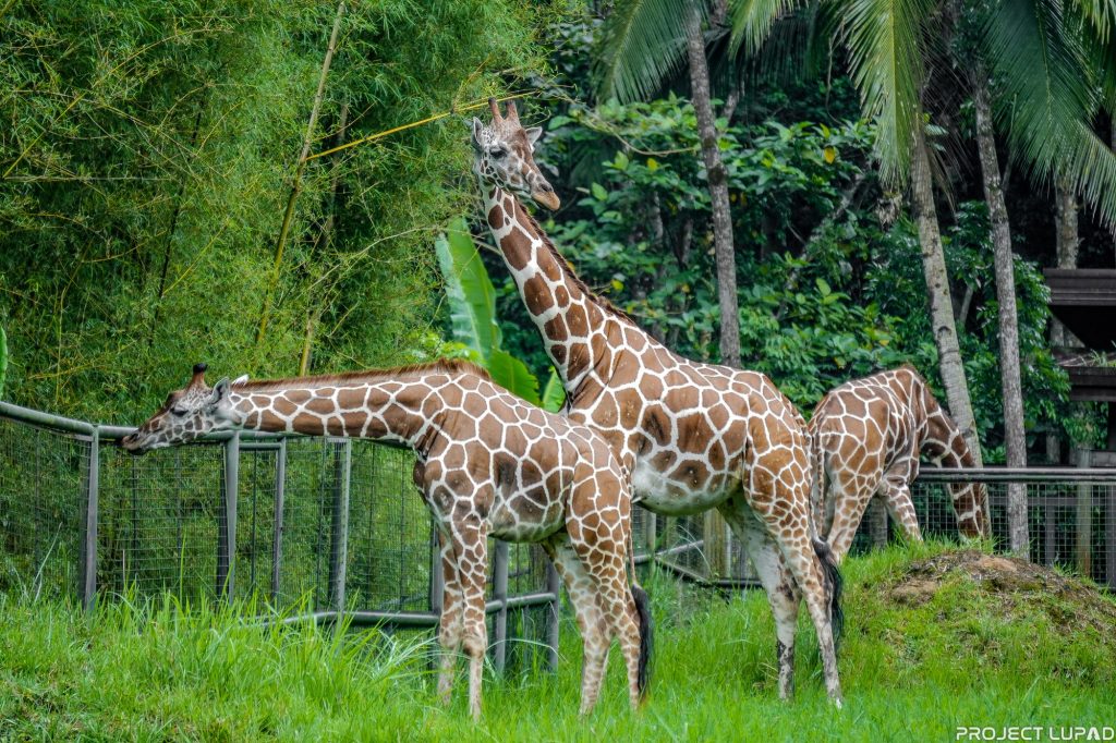 Everything You Need to Know Before Going to Cebu Safari & Adventure Park