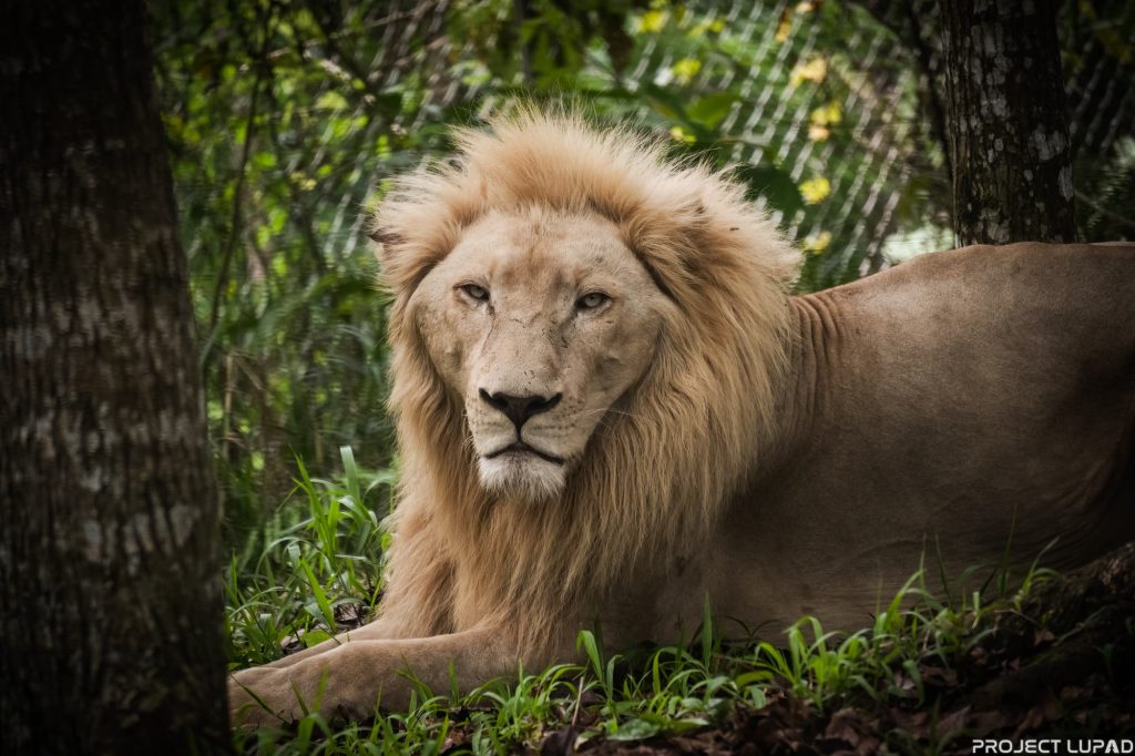 Everything You Need to Know Before Going to Cebu Safari & Adventure Park