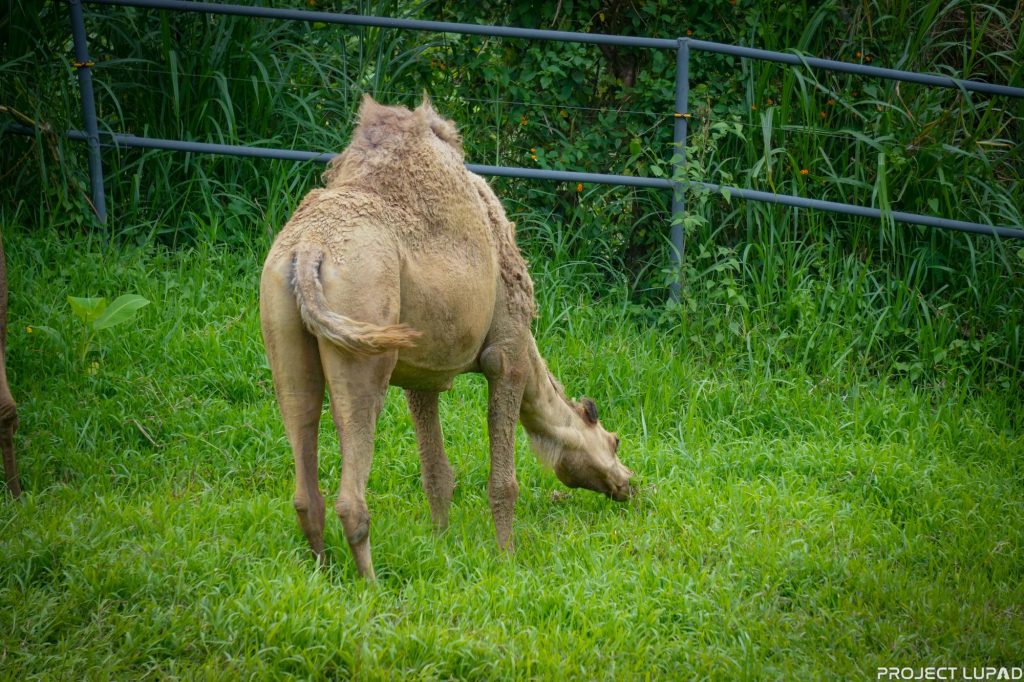 Everything You Need to Know Before Going to Cebu Safari & Adventure Park