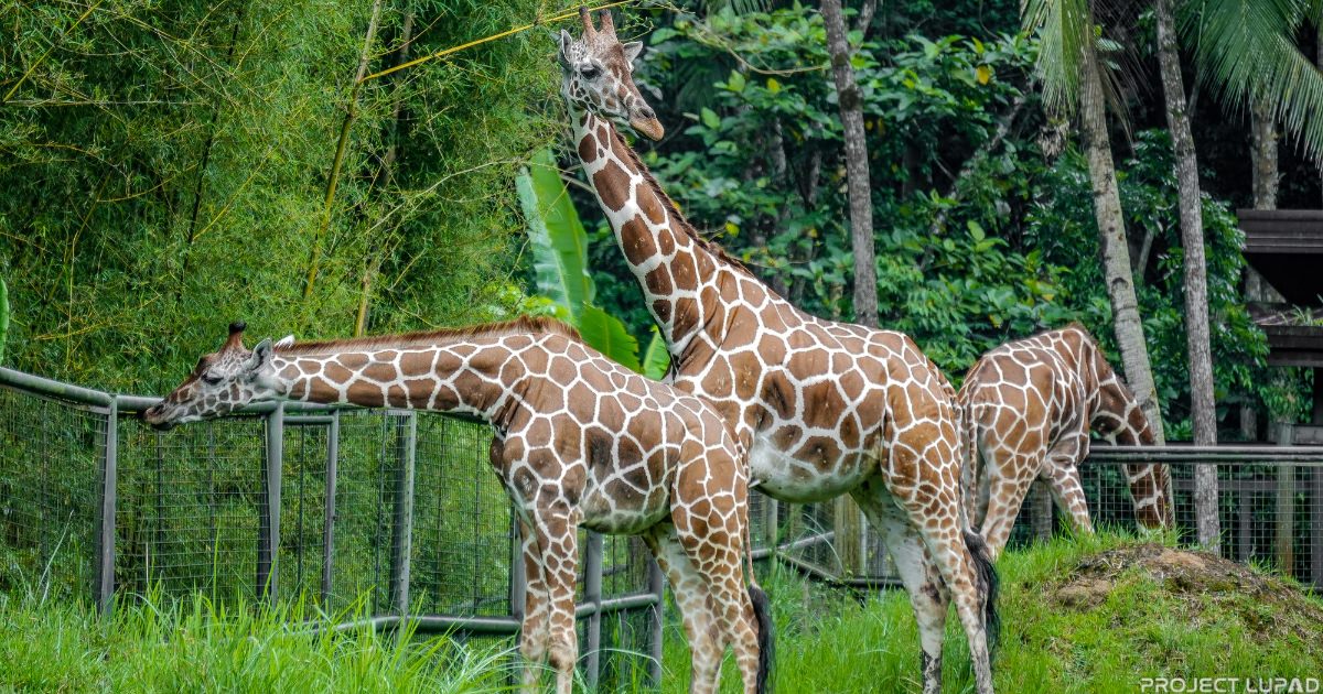 Everything You Need to Know Before Going to Cebu Safari & Adventure Park